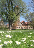 Um edifício histórico com uma grande árvore em primeiro plano, rodeado por um campo de margaridas.
