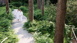 Um caminho de madeira cercado por samambaias densas e árvores altas.