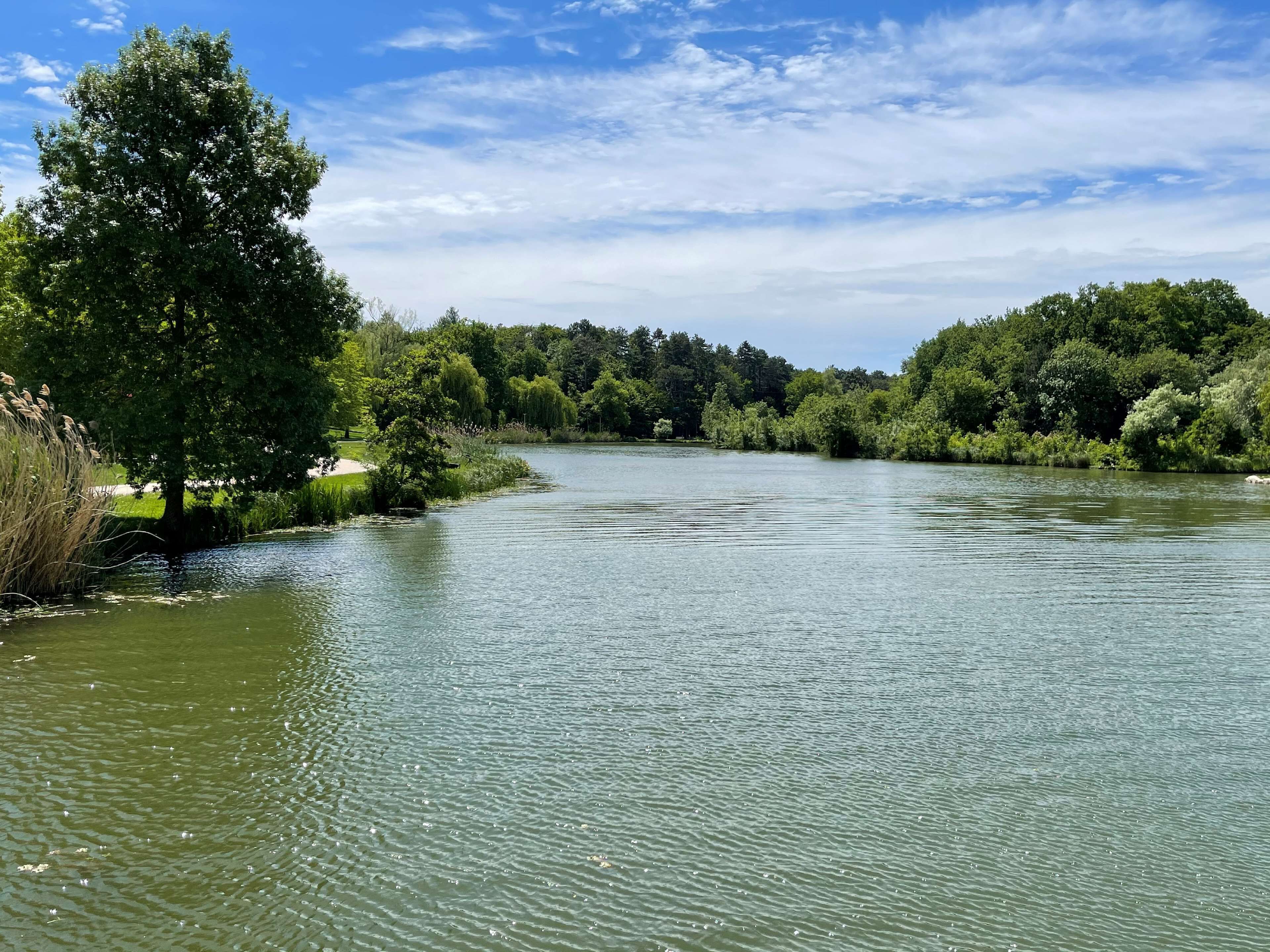 Um rio com uma árvore na margem esquerda, rodeado de vegetação e árvores ao fundo.