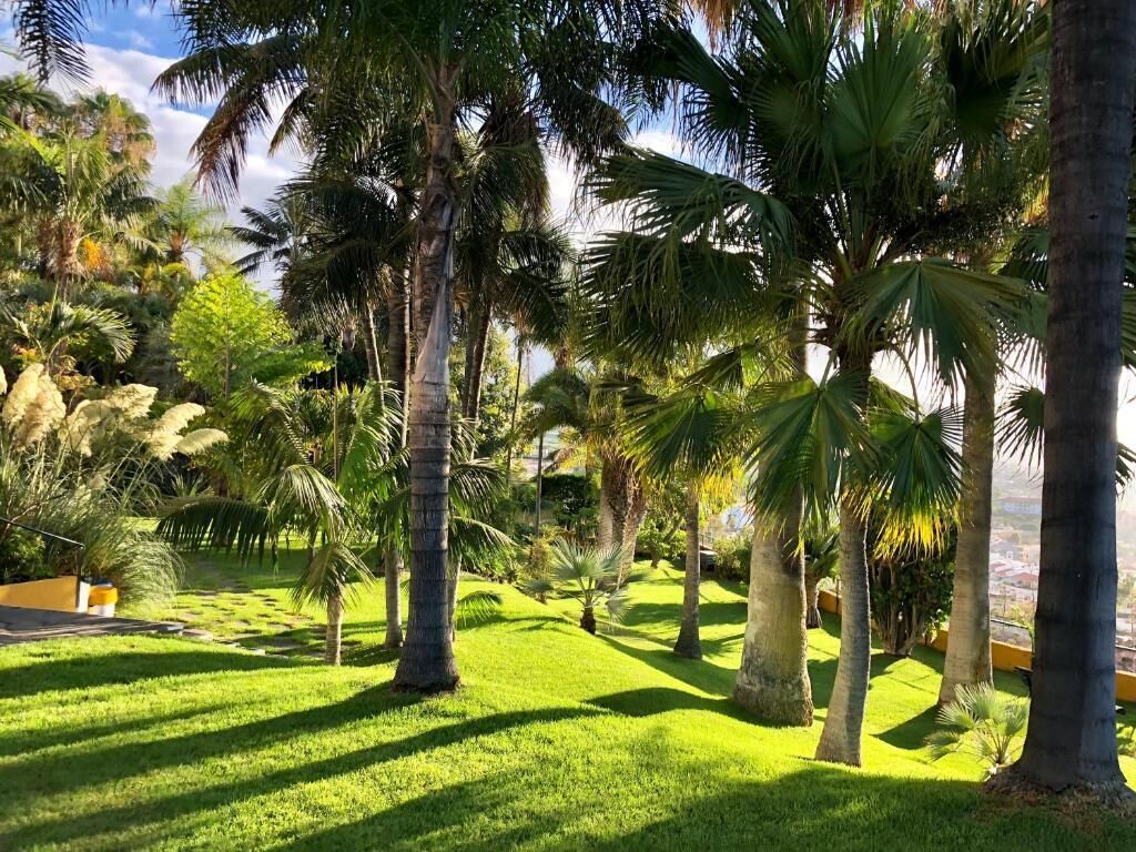 Um jardim bem cuidado, com palmeiras e grama.