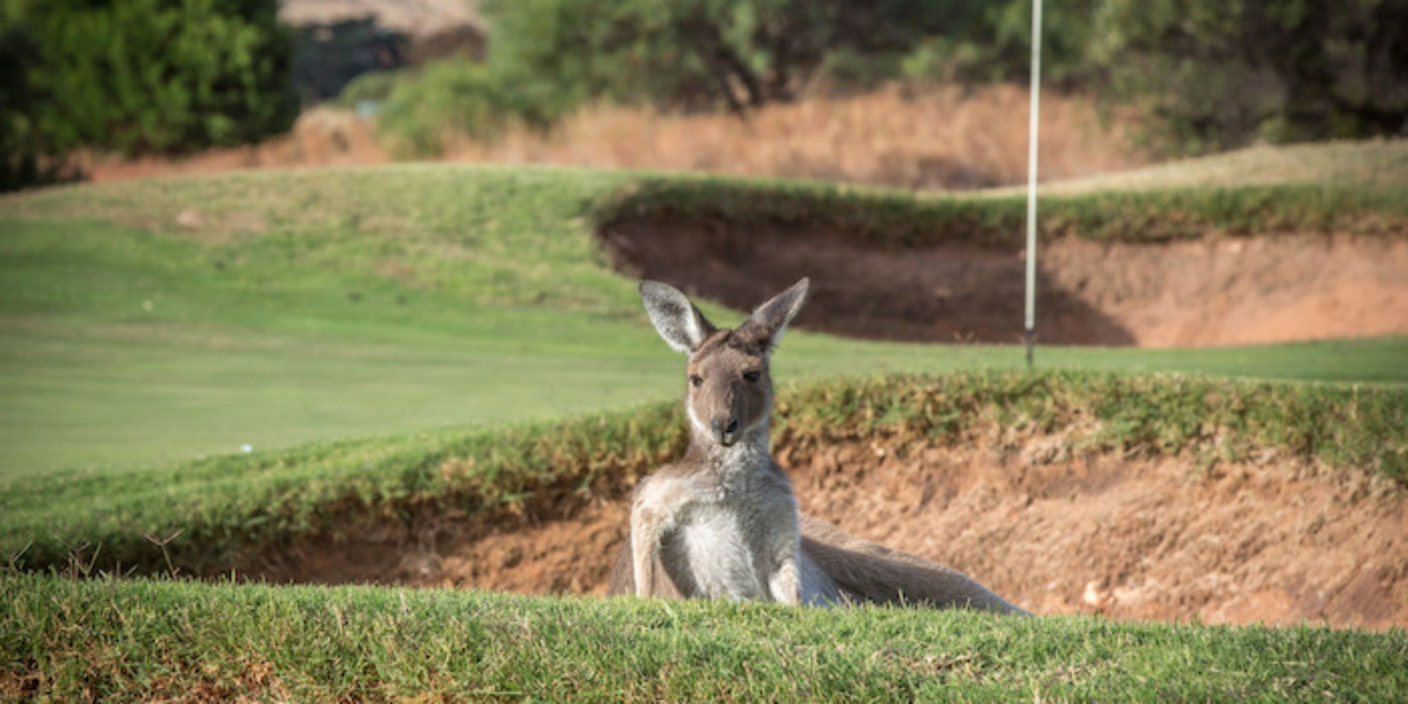 Um canguru em um campo de golfe, com uma bandeira ao fundo.