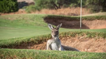 Um canguru em um campo de golfe, com uma bandeira ao fundo.