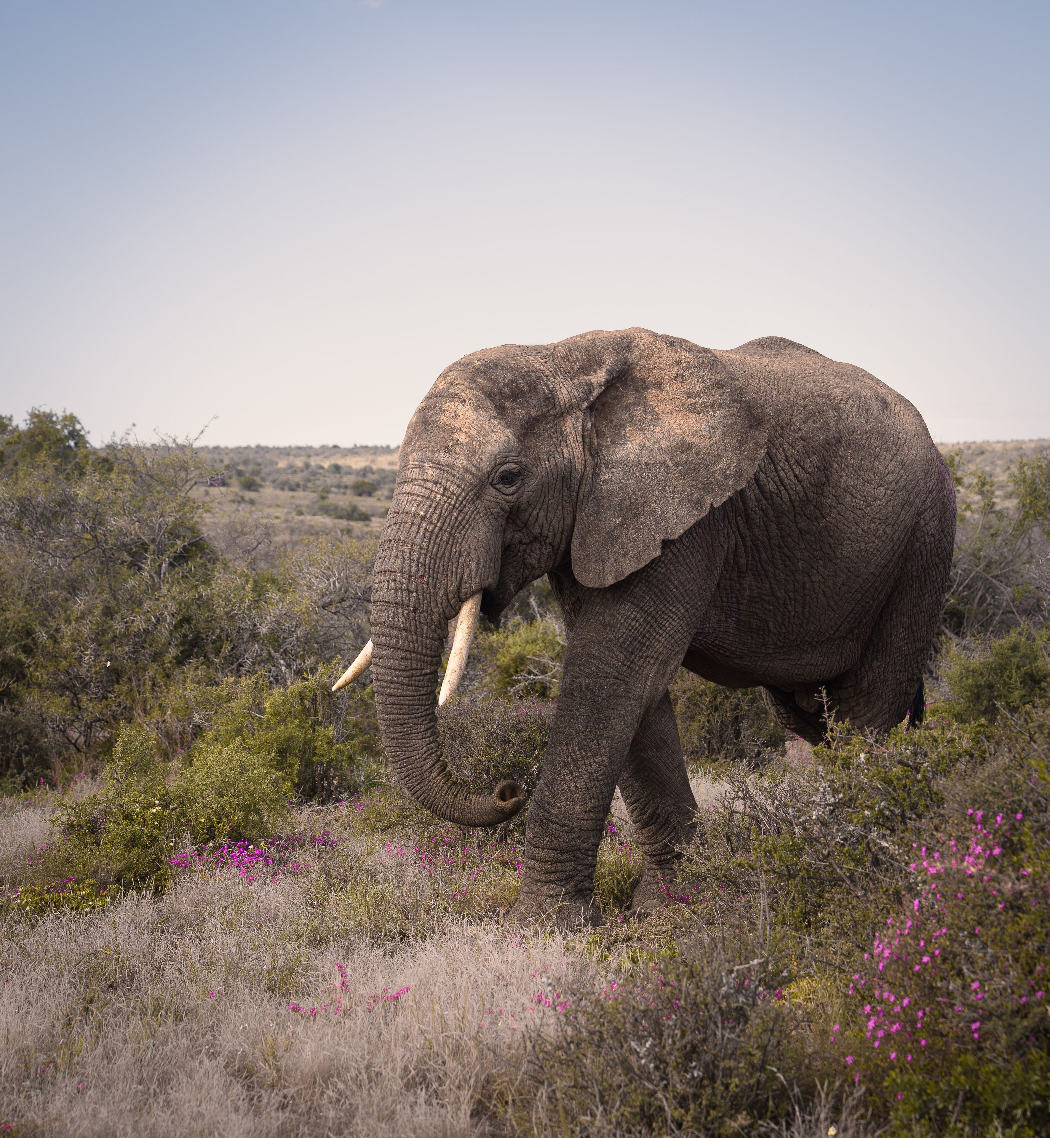 Um elefante em uma paisagem natural com vegetação rala e céu limpo.