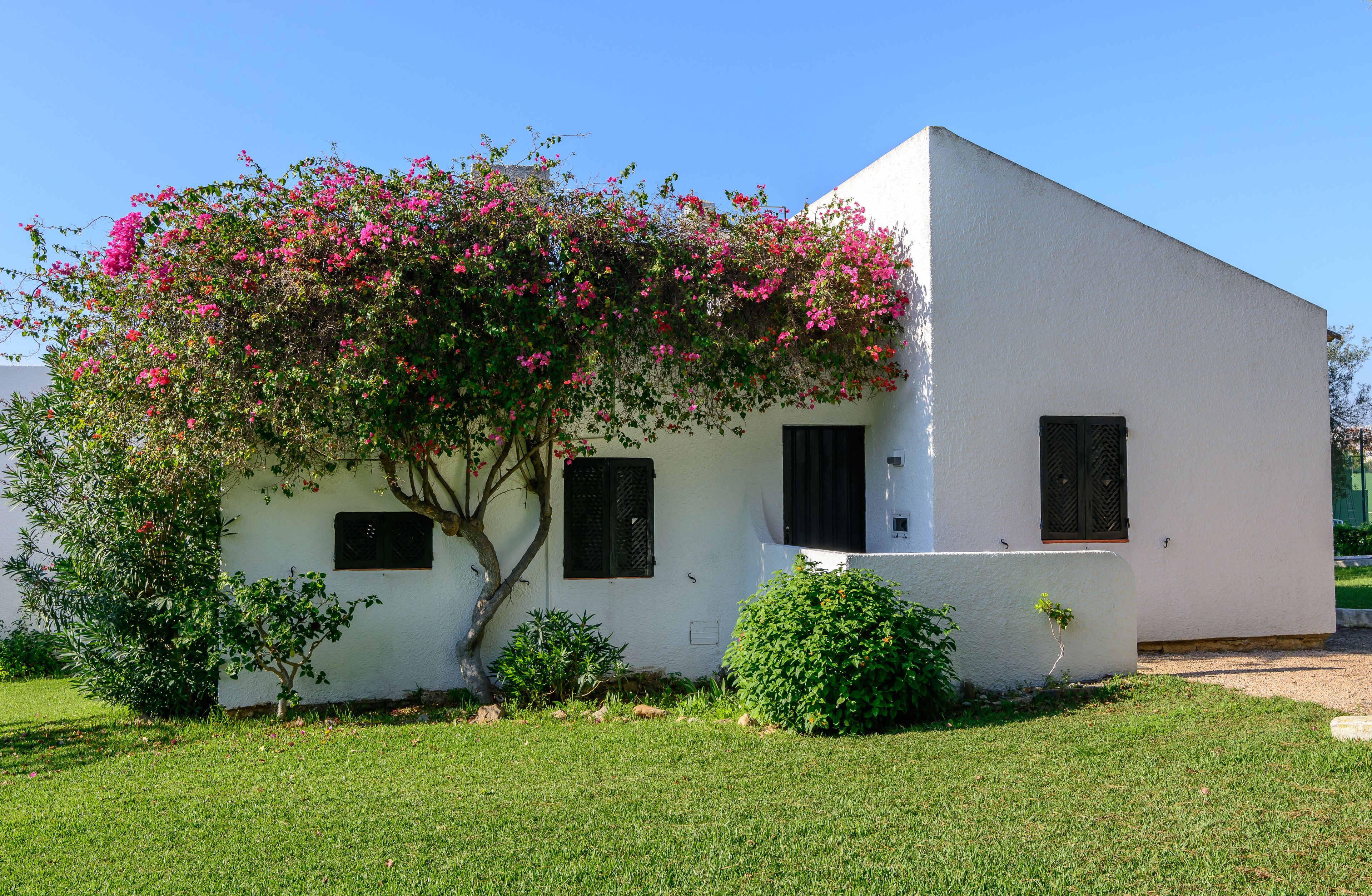 Um prédio branco com duas janelas e uma árvore com flores cor-de-rosa em frente.
