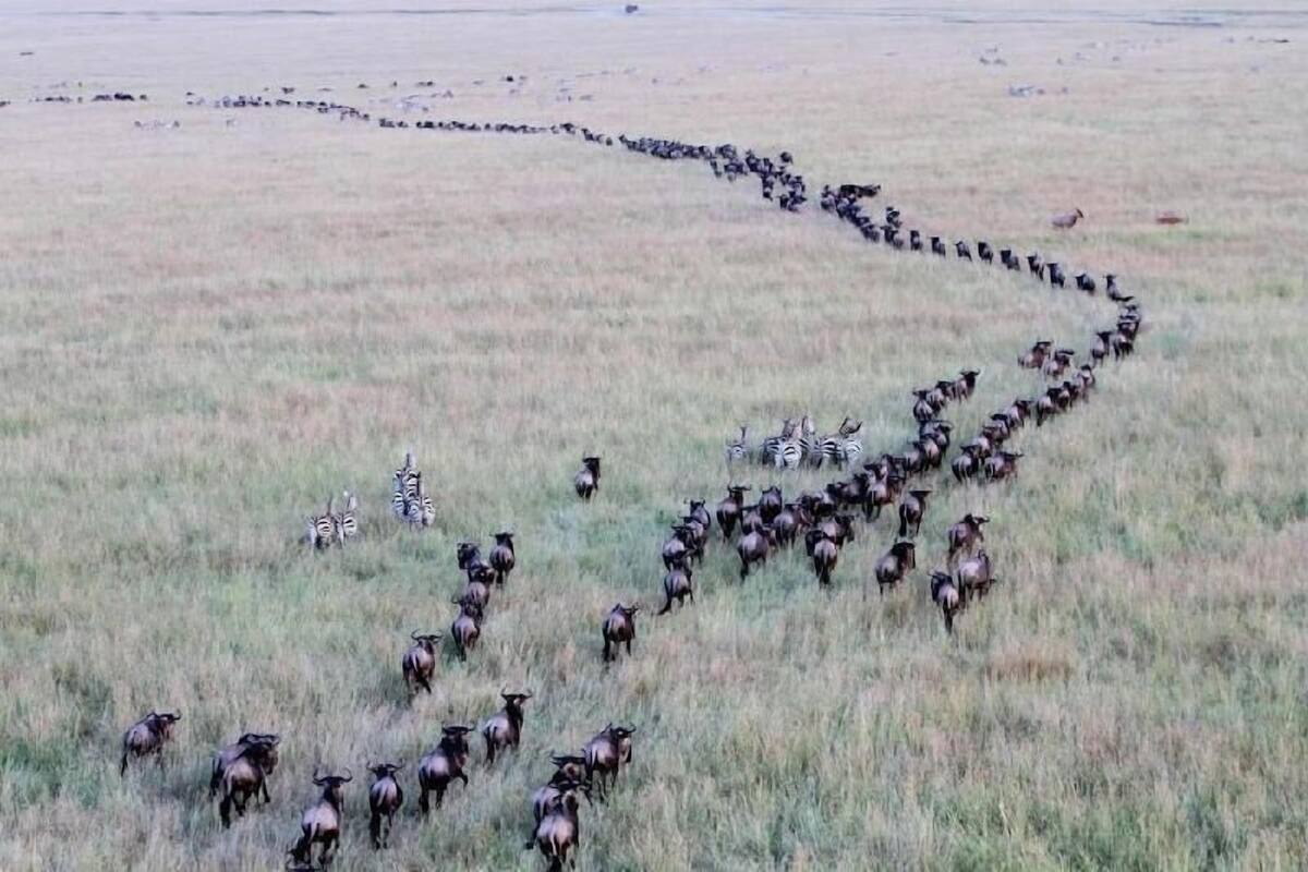 Um grande grupo de gnus e zebras em um campo gramado.