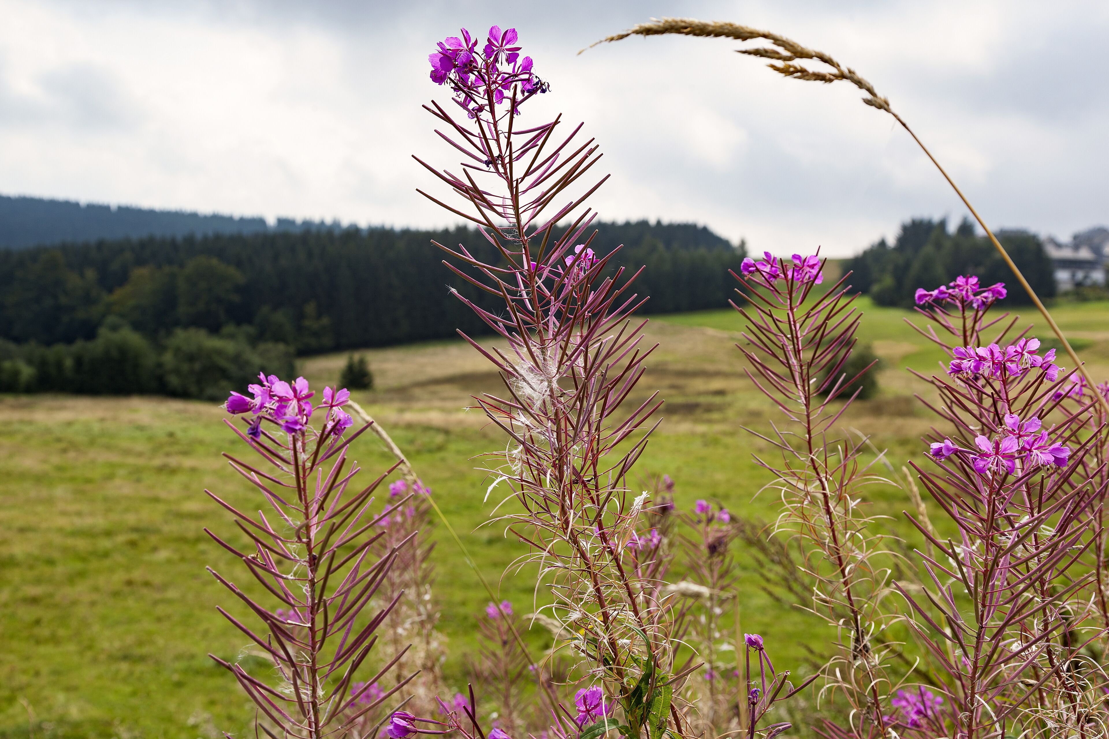 Um campo com flores roxas e uma floresta ao longe.