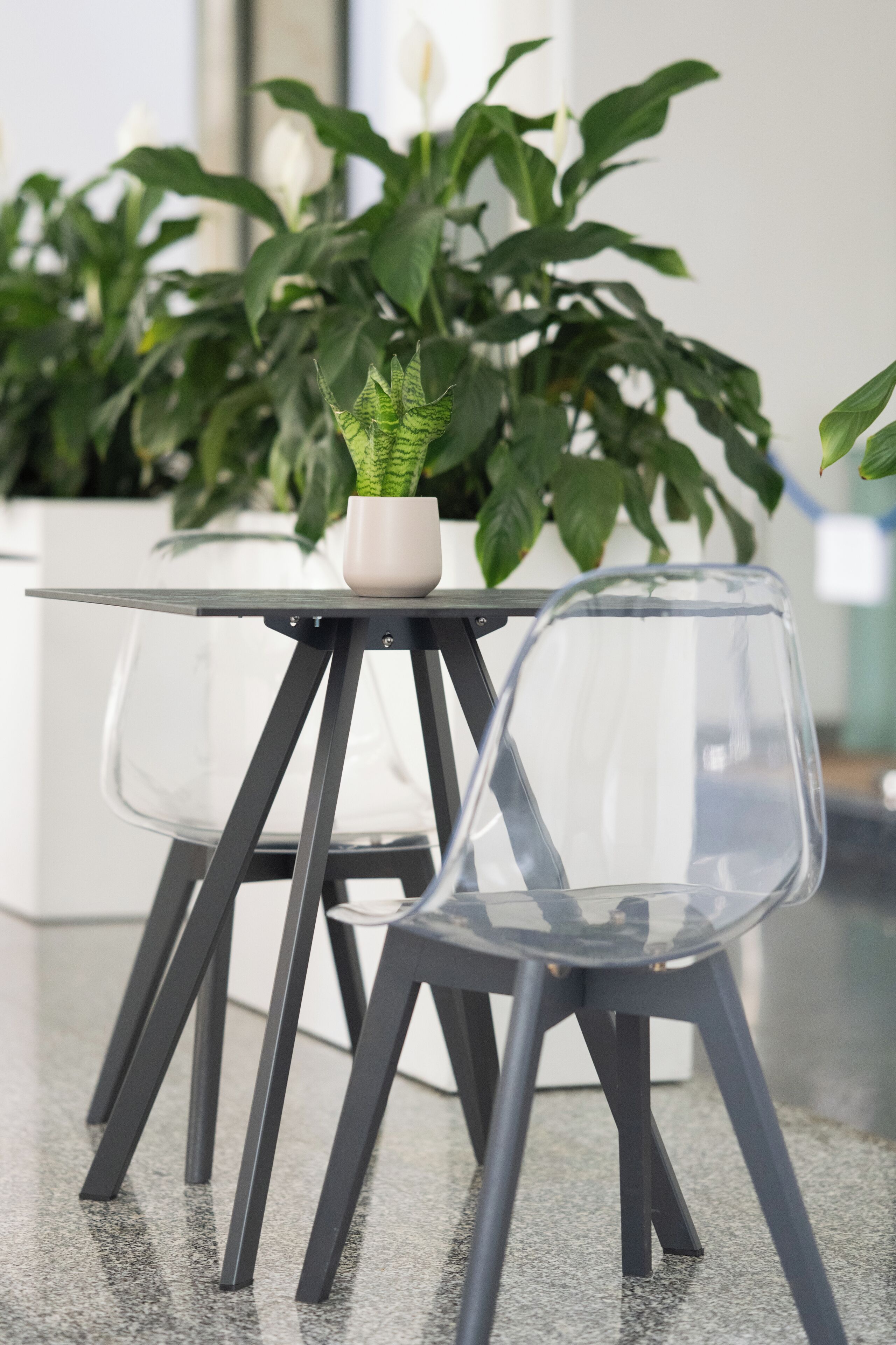 Uma mesa moderna com uma planta em vaso, cadeiras de plástico transparente e uma parede branca ao fundo.