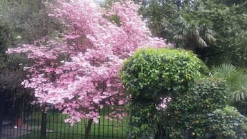Jardim