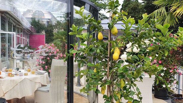 Restaurante com área externa, um espaço envidraçado e uma limoeira em primeiro plano.