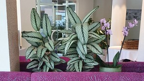 Uma mesa de madeira com um vaso de orquídea rosa e uma vela, um sofá roxo com padrão e uma almofada cinza, e plantas verdes grandes ao fundo.