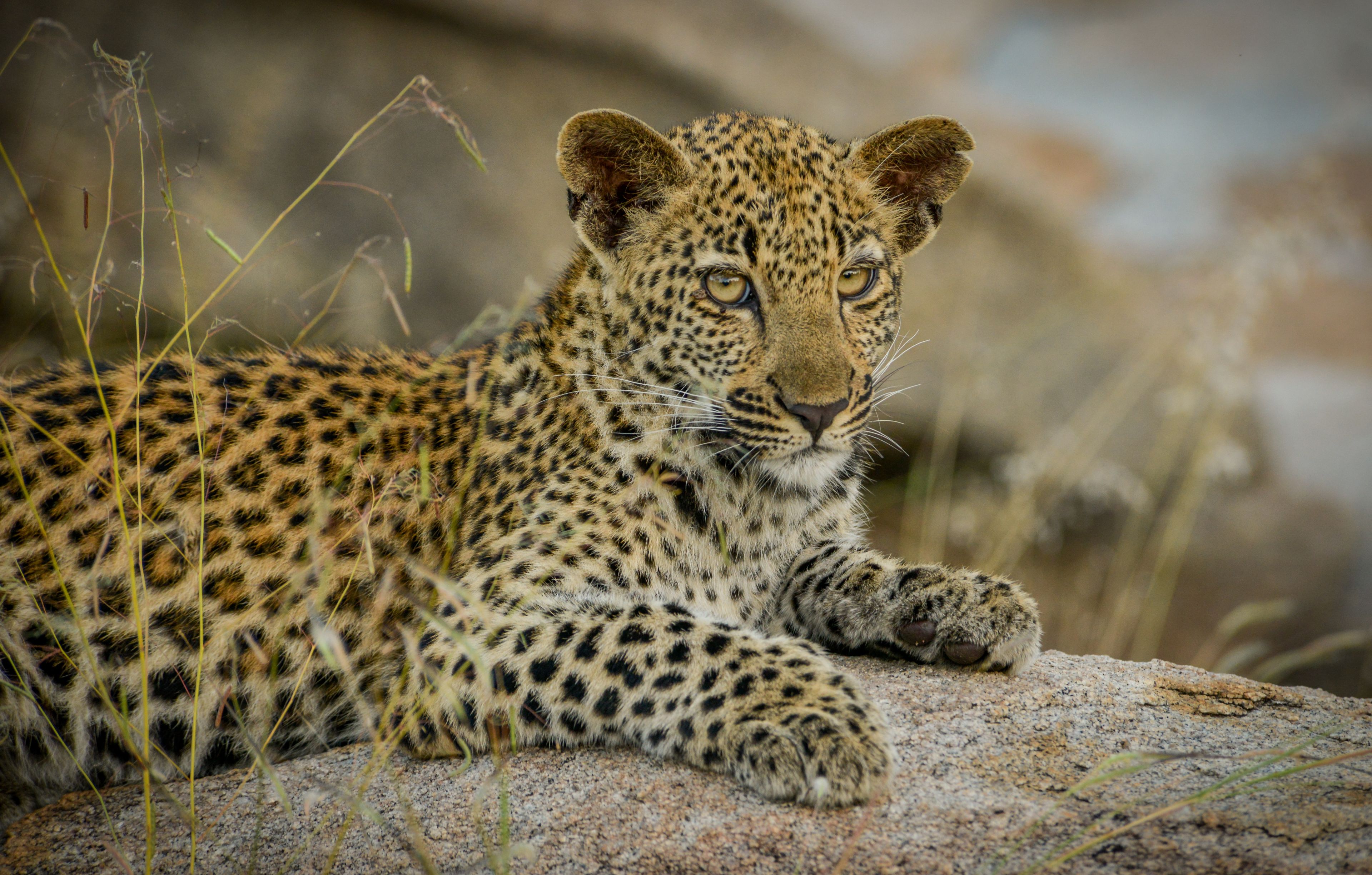 Um filhote de leopardo descansando sobre uma rocha.