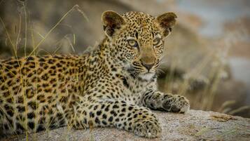 Um filhote de leopardo descansando sobre uma rocha.