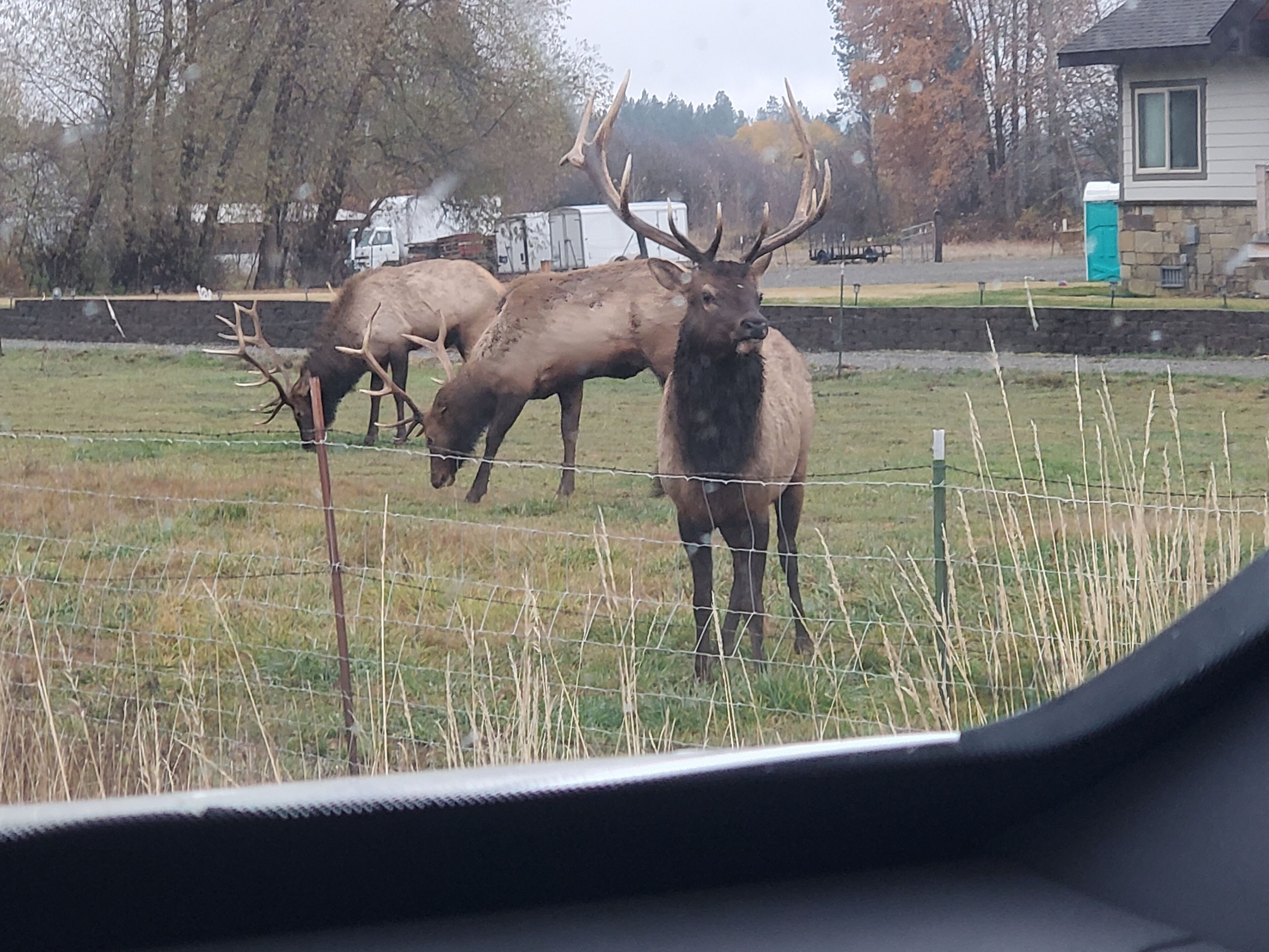 Uma área externa cercada com alces pastando.