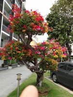 Uma árvore com flores coloridas em frente a um edifício com varandas.