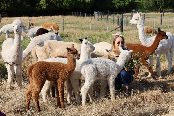 Silverstream Alpaca Farmstay And Tour - Kaiapoi