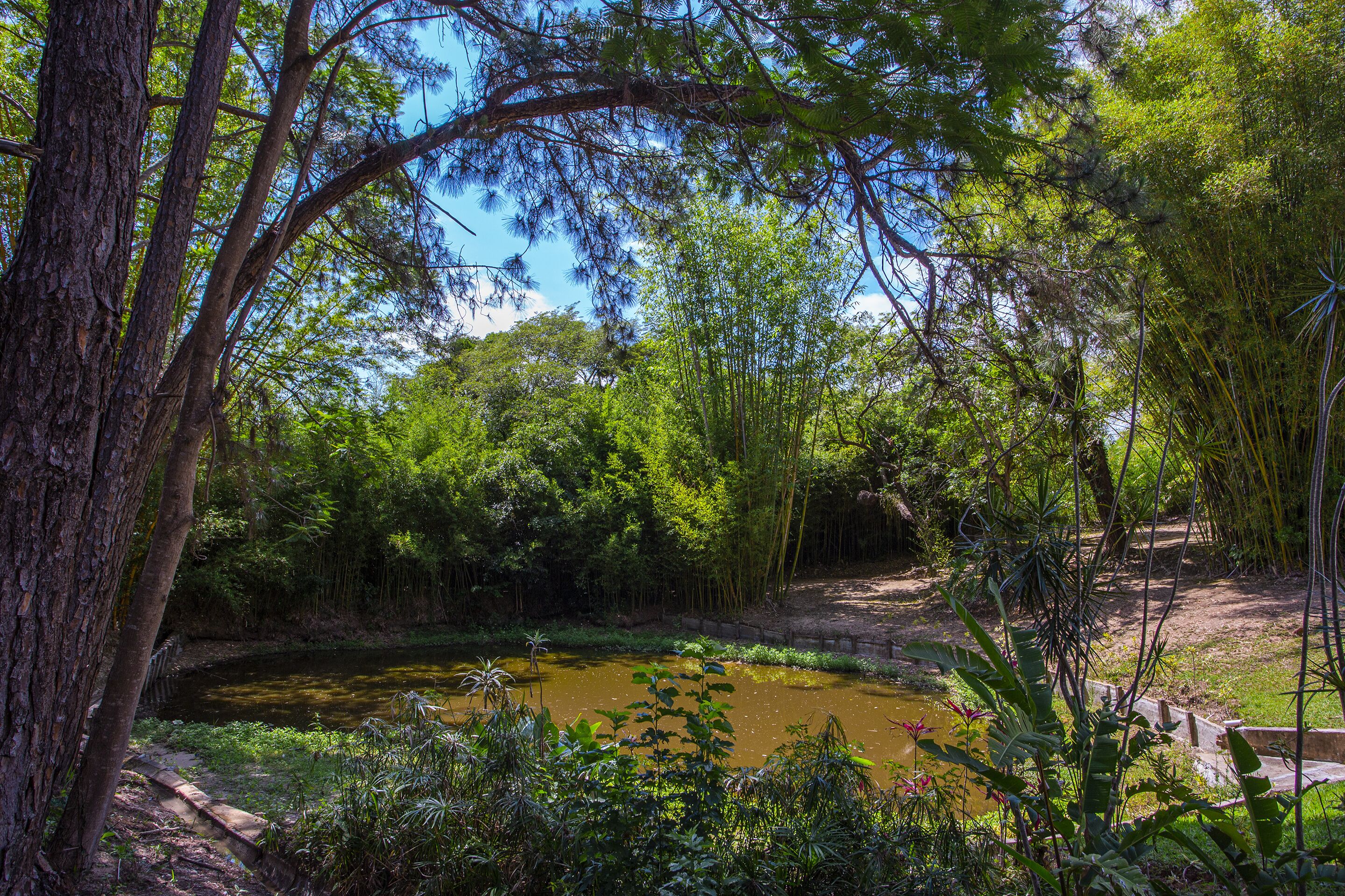 Paisagem natural com um lago, vegetação densa e uma ponte de madeira.