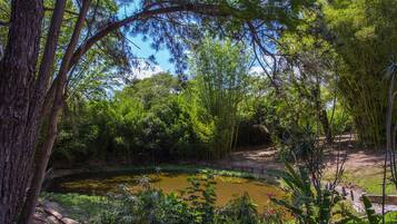 Paisagem natural com um lago, vegetação densa e uma ponte de madeira.