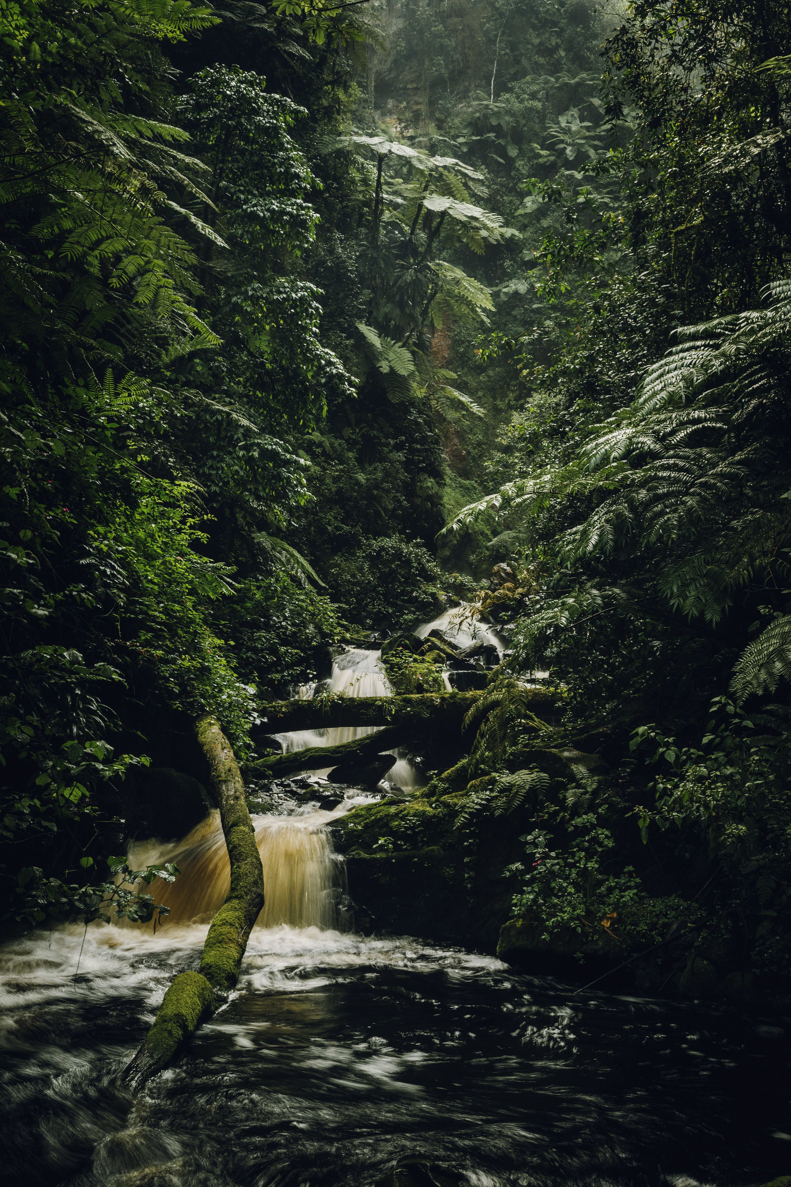 Uma floresta verdejante e exuberante, com uma cachoeira e um rio.