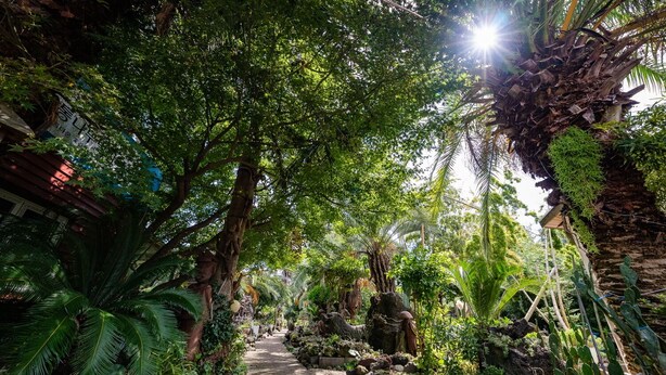 Um caminho no jardim, rodeado por vegetação exuberante e pedras.