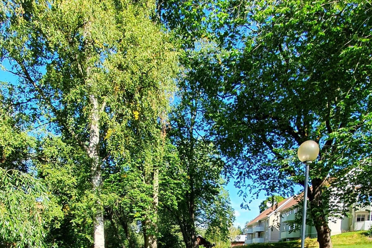 Um caminho pavimentado em um parque, com árvores e um poste de luz.