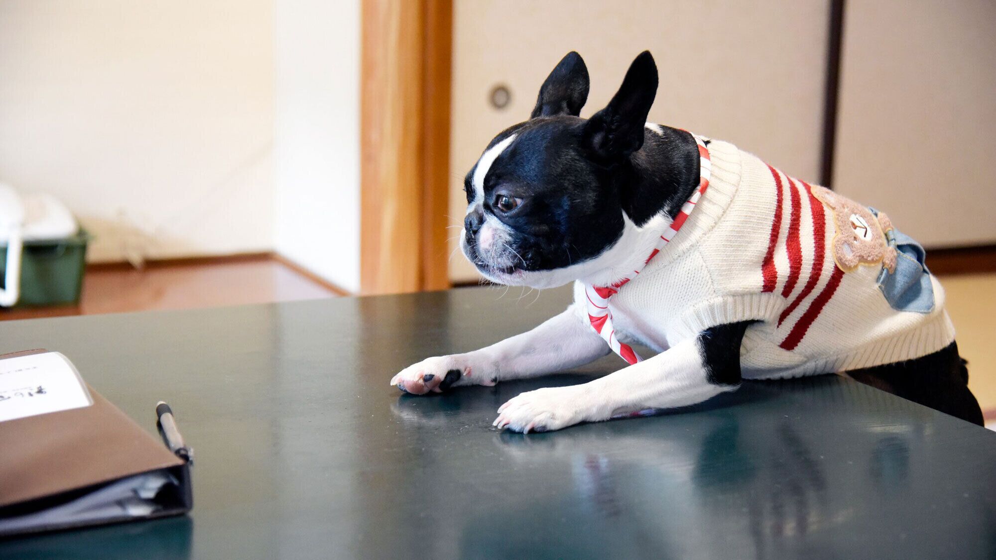 Um cão pequeno usando um suéter em cima de uma mesa.