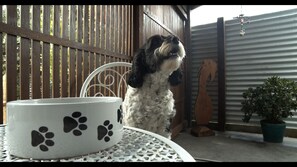 Quarto Twin Superior (Room 4) | Animais permitidos