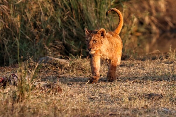Foxy Crocodile Bush Lodge & Kruger Safaris - Marloth Park