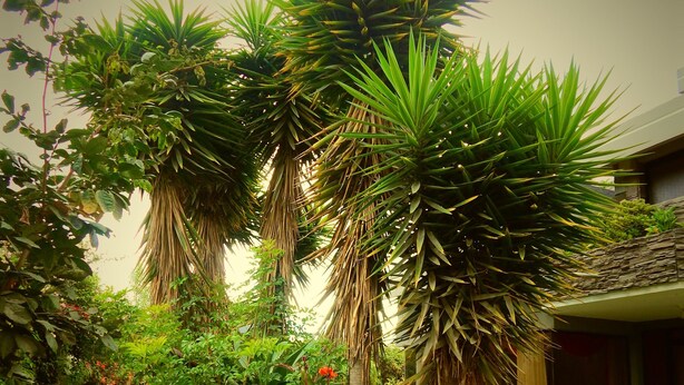Um jardim exuberante com diversas plantas tropicais e um muro de pedra.