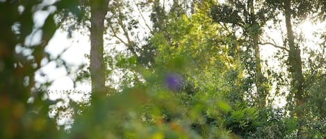 Um caminho serpenteia por um jardim com um portão de metal, cercado por vegetação e calçamento de pedra.