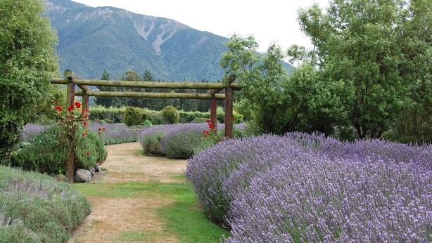 Um caminho de jardim que leva a um pérgula de madeira com flores vermelhas, cercado por campos de lavanda e árvores, com montanhas ao fundo.