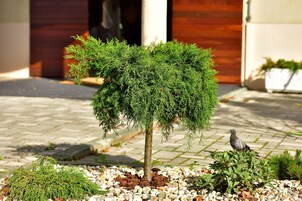 Terrenos do alojamento