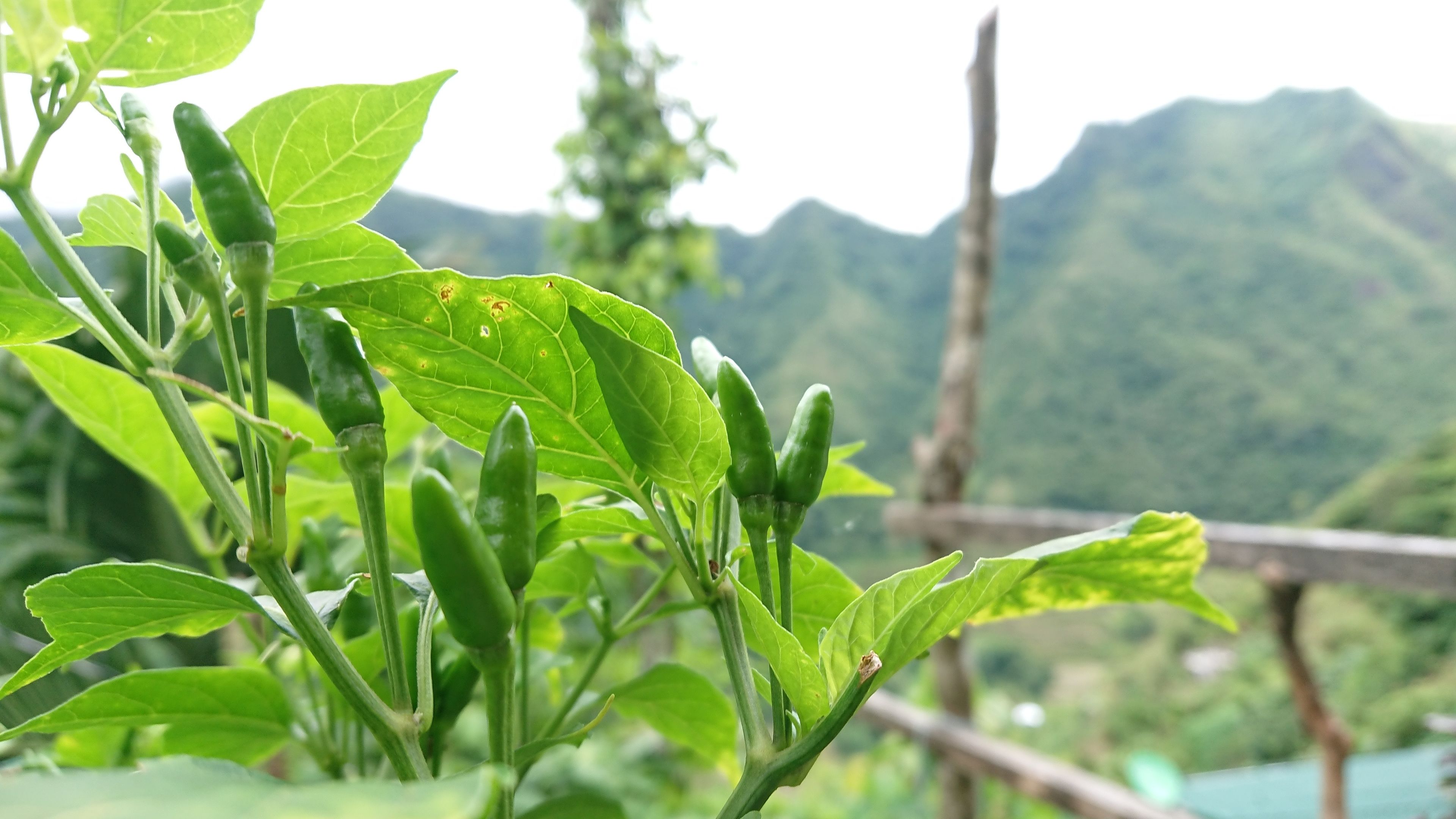 Uma planta com folhas verdes e botões fechados, com montanhas ao fundo.