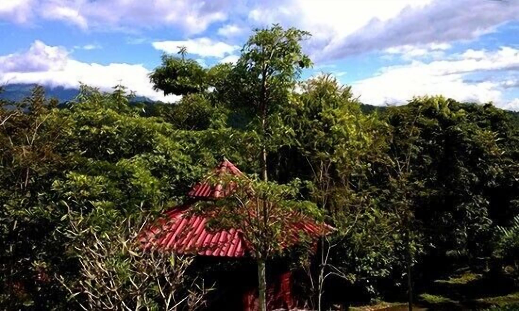 Uma construção com telhado vermelho cercada por vegetação densa e árvores.