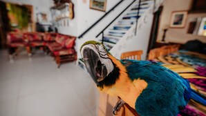 Um papagaio empoleirado em um suporte de madeira em um quarto com escada, cadeiras vermelhas e cama com roupa de cama colorida.