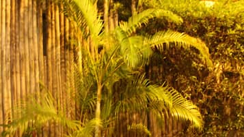 Jardim