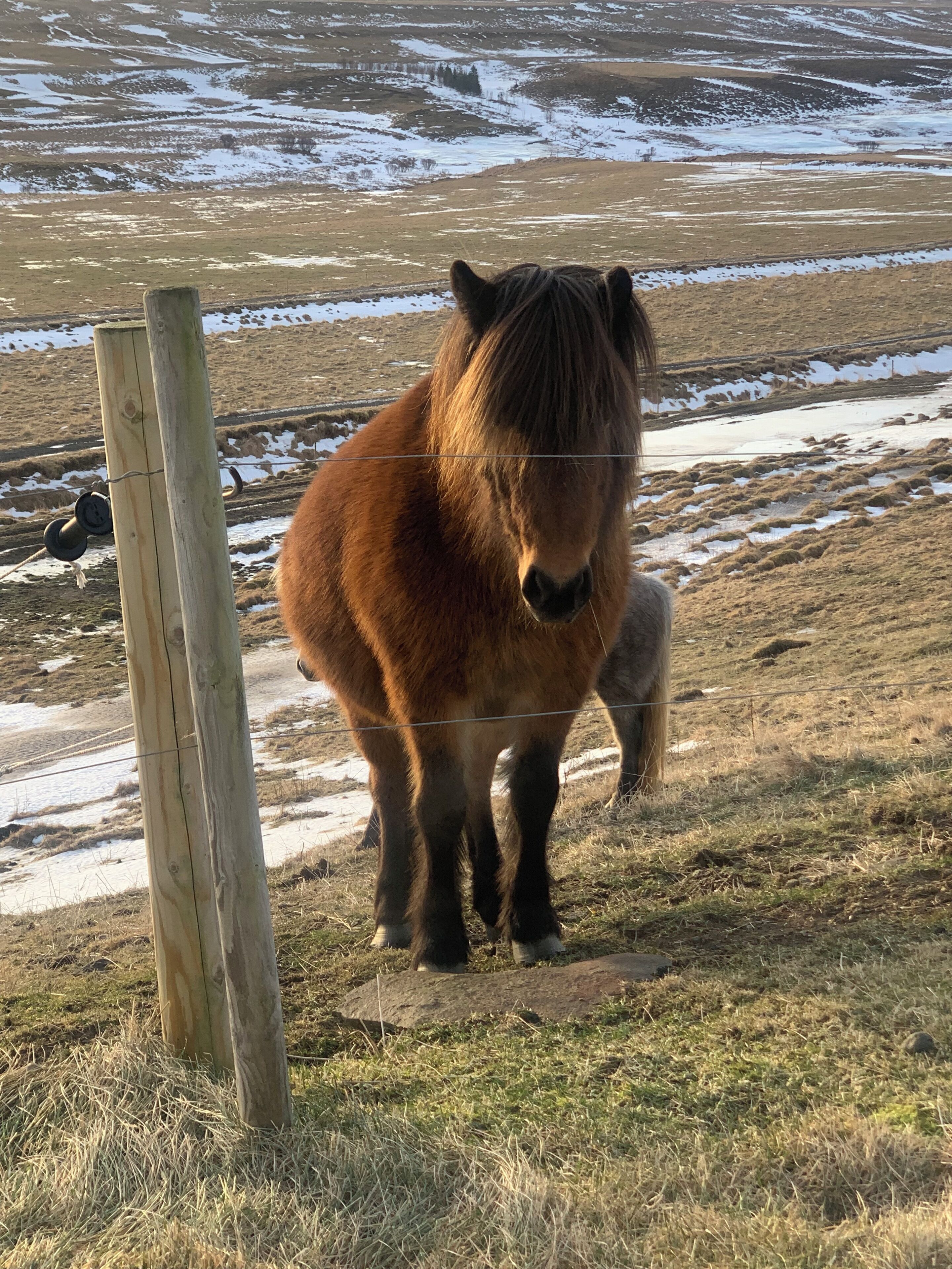 Um cavalo parado perto de uma cerca de madeira em um campo com áreas de neve.