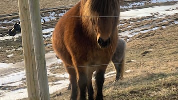 Um cavalo parado perto de uma cerca de madeira em um campo com áreas de neve.