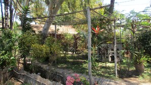 Um jardim exuberante com diversas plantas e uma estrutura com telhado de palha.