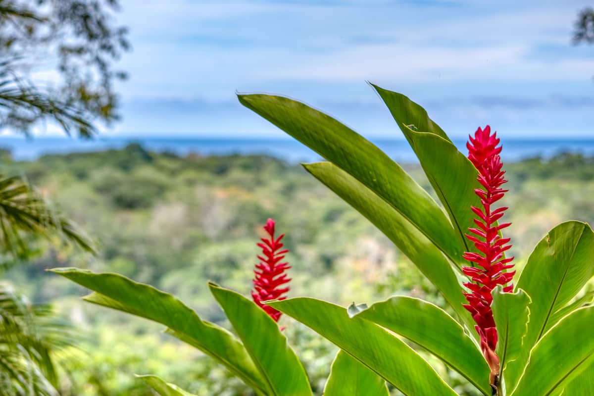 Paisagem verde exuberante com uma vista desobstruída do oceano ao fundo.