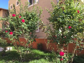 Um jardim com roseiras e um edifício ao fundo.