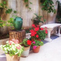 Um jardim com plantas em vasos e um banco de pedra.