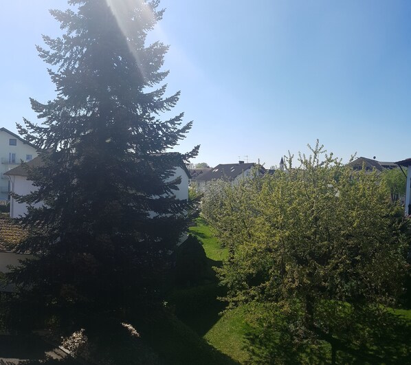 Um bairro residencial com casas, uma grande árvore perene e um gramado bem cuidado.