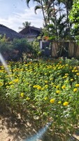 Um jardim com flores amarelas e um edifício ao fundo.