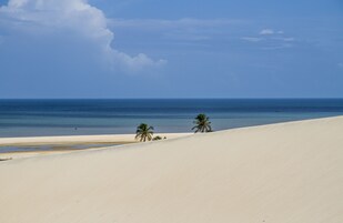 Uma praia com dunas de areia e palmeiras.