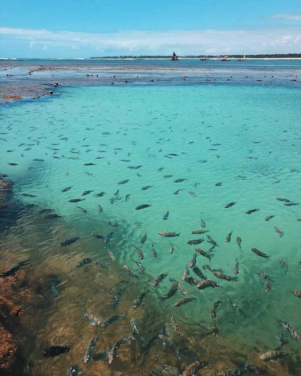 Uma praia com águas turquesa cristalinas e um grande grupo de peixes nadando perto da costa.