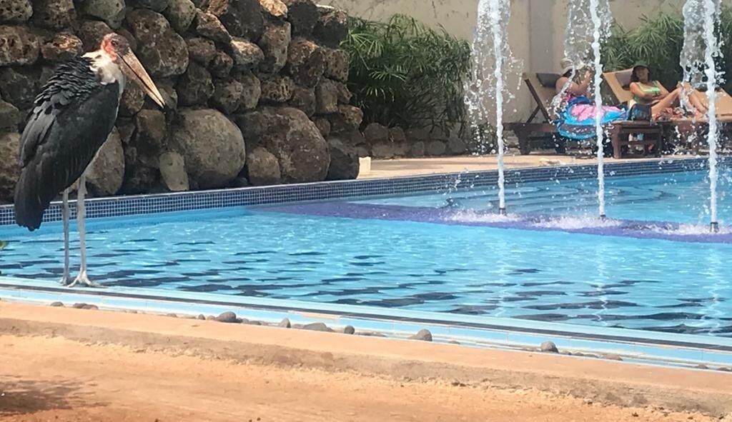 Uma piscina com uma cegonha na beira, um muro de pedra e pessoas relaxando à beira da piscina.