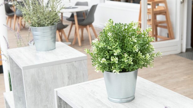 Duas plantas em vasos sobre uma mesa de madeira em um espaço interior moderno, com uma área de refeições ao fundo.