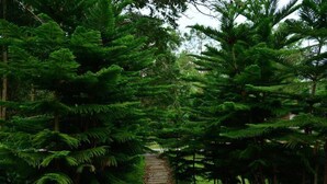 Um caminho de pedra serpenteia por uma floresta densa de árvores coníferas altas e verdes.
