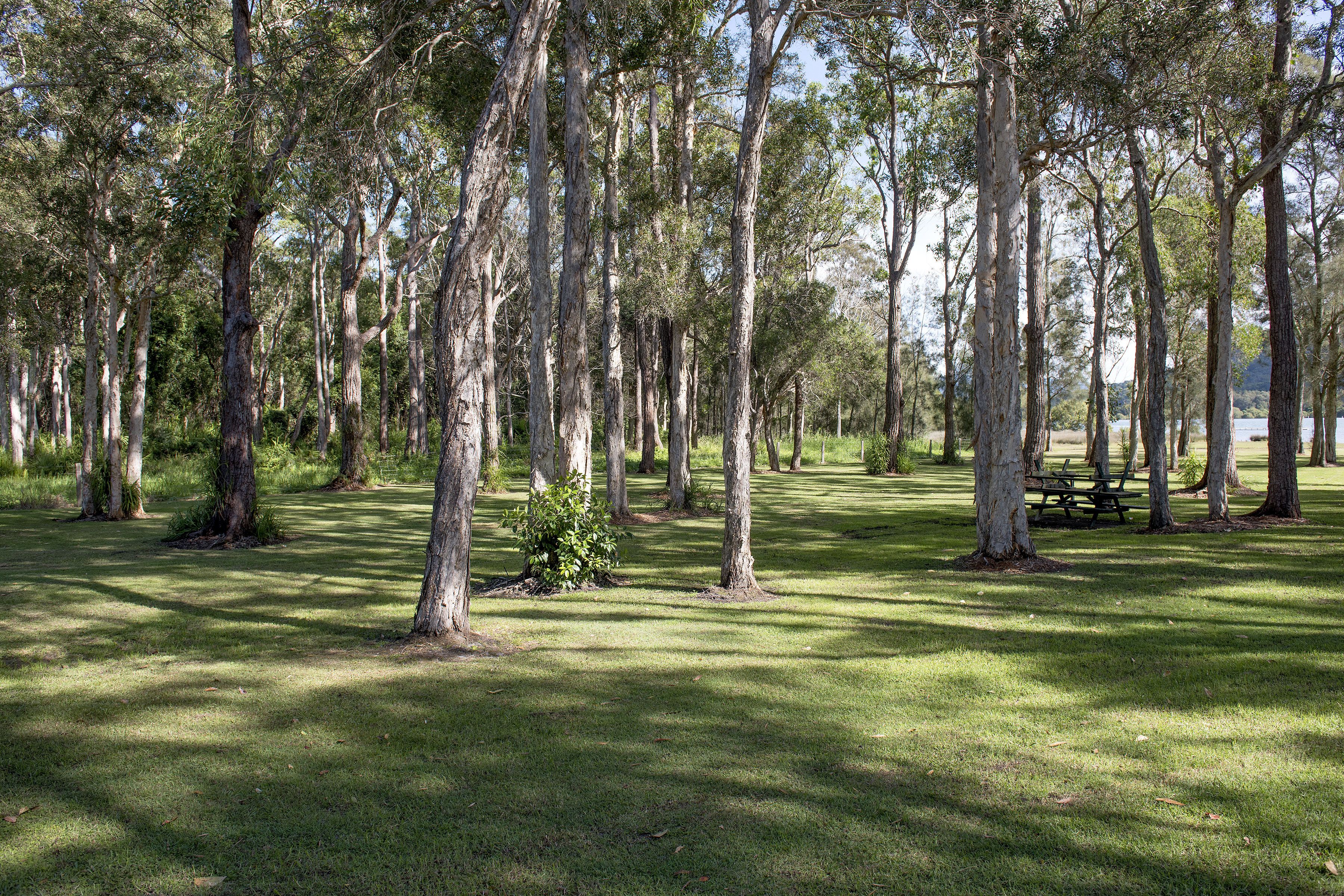 Um parque com árvores altas e uma área para piquenique.