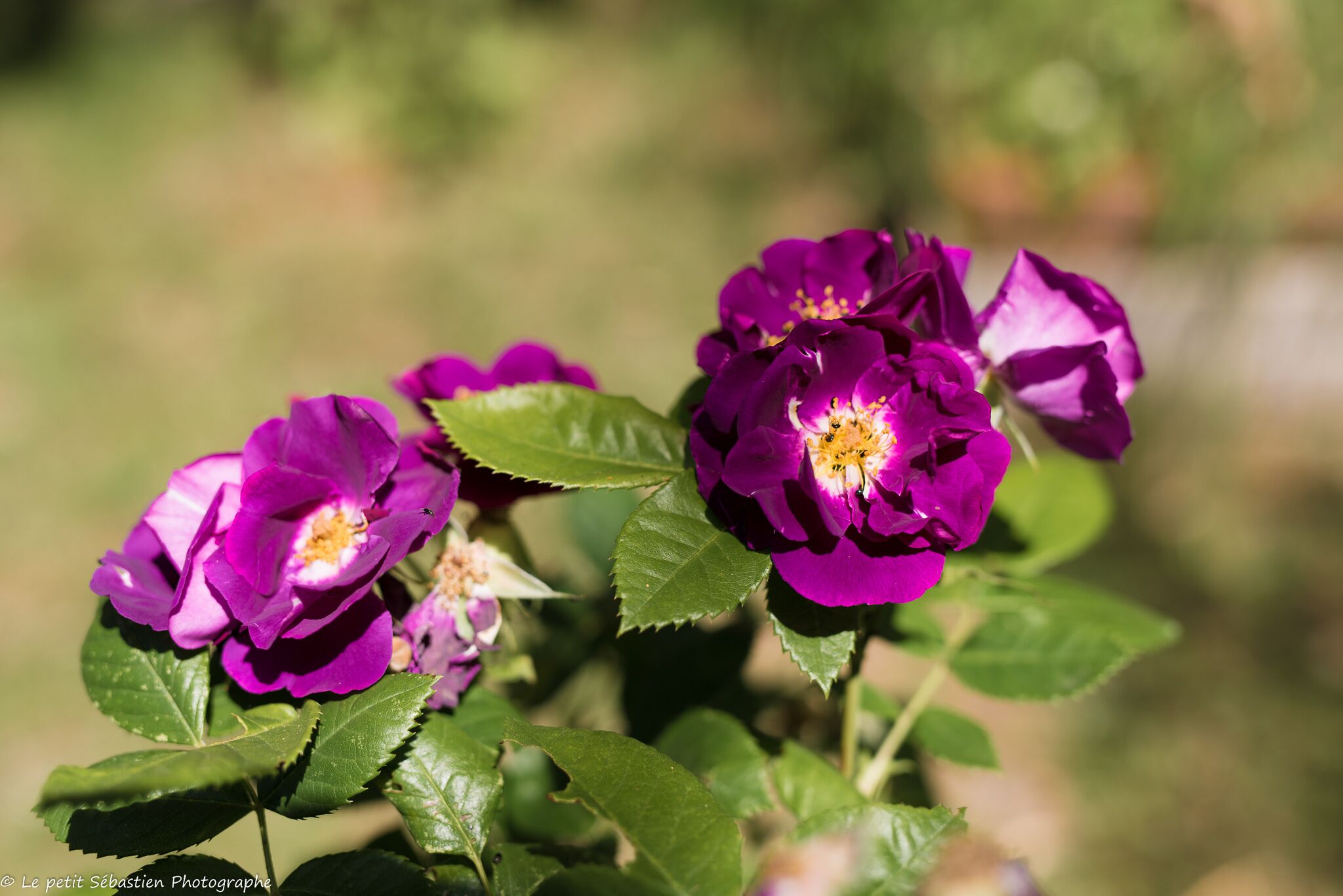 Um close-up de flores roxas vibrantes com folhas verdes.